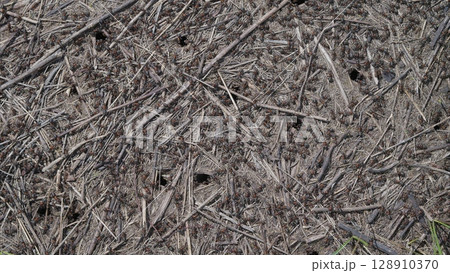 Natural Ground Texture Featuring Sticks and...の写真素材 [128910370] - PIXTA