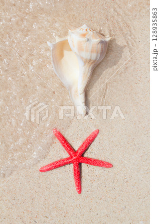 seashell and starfish in white sand beachの写真素材 [128935863] - PIXTA