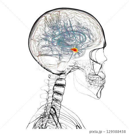 Human brain with highlighted amygdala, 3D...のイラスト素材 [129388438] - PIXTA