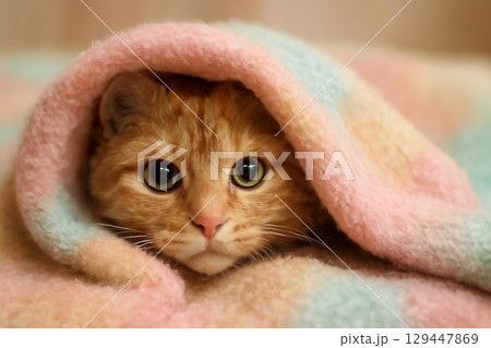 AI generated image of a Bohemian Rex cat...のイラスト素材 [129447869] - PIXTA
