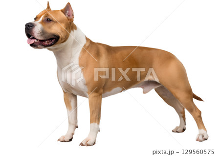 American staffordshire terrier standing side...のイラスト素材 [129560575] - PIXTA