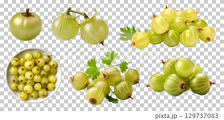 Fruit Gooseberry gooseberries, many angles and...のイラスト素材 [129737083 ...
