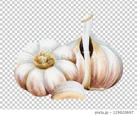 Garlic whole and half bulb vegetables and clove...のイラスト素材 [129820697 ...