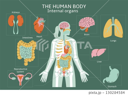 Human anatomy. Body of woman. System...のイラスト素材 [130284584] - PIXTA