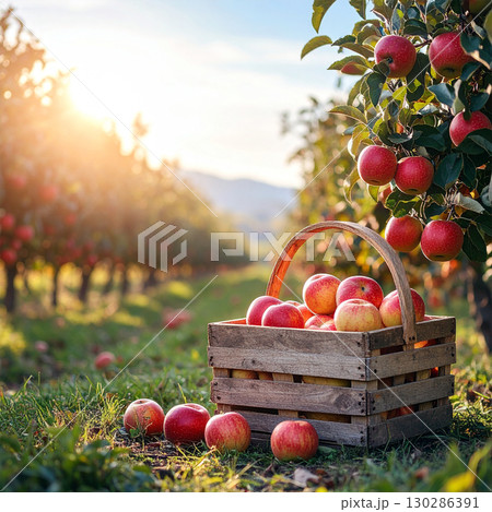 apple, red apple, green apple, sliced apple,...のイラスト素材 [130286391] - PIXTA