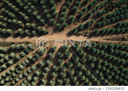 Agave plantation. View from above of a large...のイラスト素材 [130288431] - PIXTA