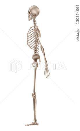 Human skeleton side view. Vector skeleton 3d...のイラスト素材 [130554065] - PIXTA