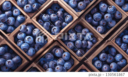view blueberries stages ripeness signs...のイラスト素材 [130561867] - PIXTA