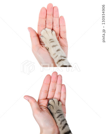 Cat paw held gently in human hand, pet care and...のイラスト素材 [130934906 ...