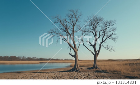 Dry trees without leaves stand in the middle of...のイラスト素材 [131314831 ...