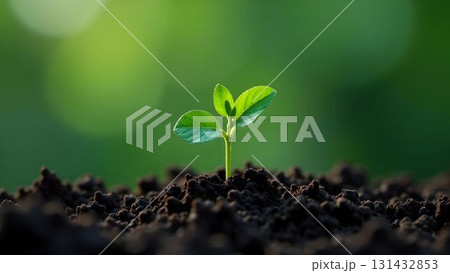Newly sprouted plant emerges from rich soil...のイラスト素材 [131432853] - PIXTA