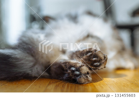 fluffy cute cat paws, close-up rear viewの写真素材 [131455603] - PIXTA