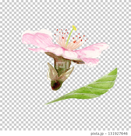 Sakura flower, green leaf watercolor set...のイラスト素材 [131927646] - PIXTA