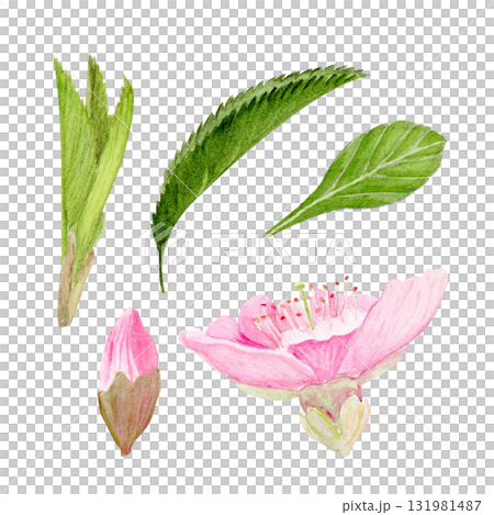 Sakura flower, bud, green leaves watercolor set...のイラスト素材 [131981487 ...