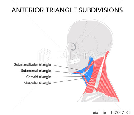 Neck anterior triangle chart, detailed...のイラスト素材 [132007100] - PIXTA