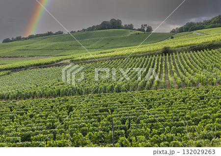 Bouzy vineyard with rainbow arching over hillsの写真素材 [132029263] - PIXTA