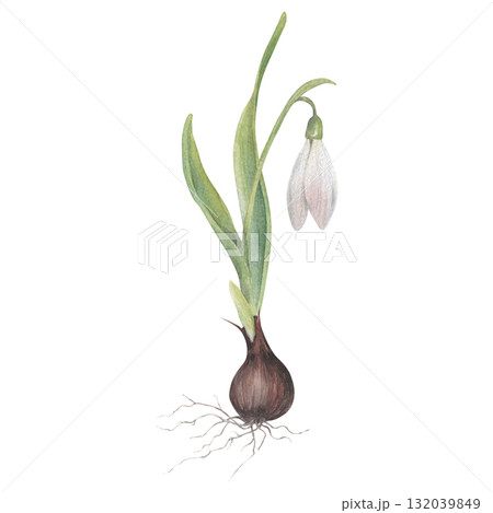 Individual snowdrop flower with bulb....のイラスト素材 [132039849] - PIXTA