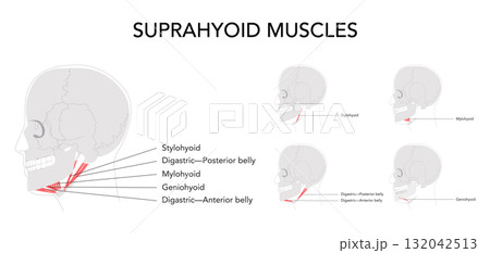 Suprahyoid muscles anatomy diagram, labeled...のイラスト素材 [132042513] - PIXTA
