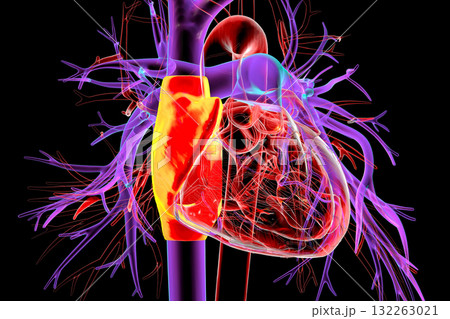 Heart with right atrium highlighted in red, 3D...のイラスト素材 [132263021 ...