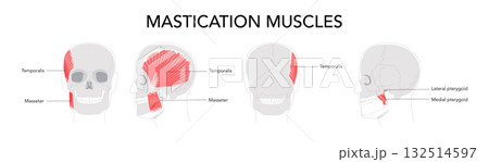 Set of Chewing muscles labeled diagram,...のイラスト素材 [132514597] - PIXTA