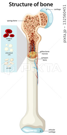 Human Long Bone Structure with Marrow and Blood...のイラスト素材 [132560451 ...