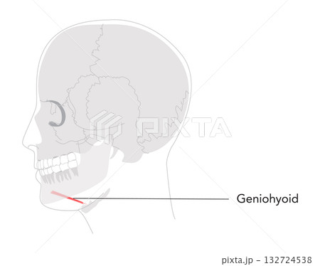 Geniohyoid - Muscle depicted in labeled diagram...のイラスト素材 [132724538 ...