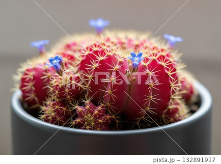 Vibrant fuchsia pink cactus blooming with tiny...のイラスト素材 [132891917 ...