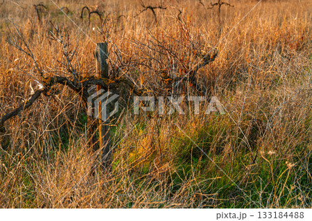 A view of an overgrown vineyard with dry grass...の写真素材 [133184488] - PIXTA
