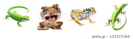 Four distinct reptiles displayed together in a...のイラスト素材 [133525164 ...