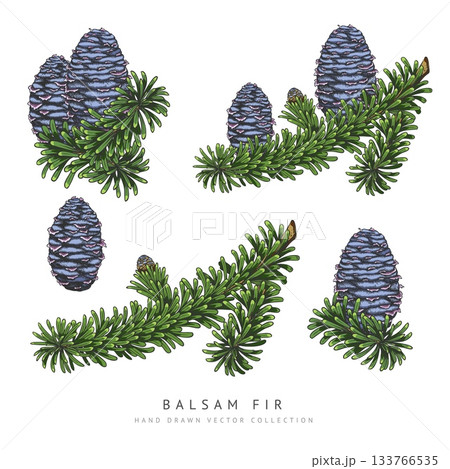 Balsam fir tree branches with blue cones hand...のイラスト素材 [133766535] - PIXTA