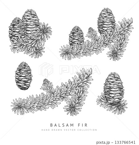 Set of balsam fir branches and cones,...のイラスト素材 [133766541] - PIXTA