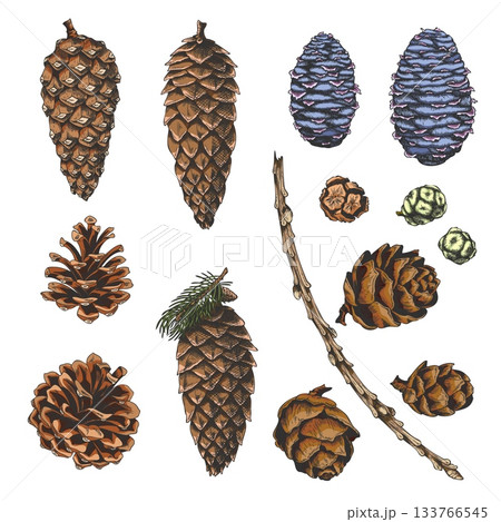 Conifer tree cones collection hand drawn vector...のイラスト素材 [133766545] - PIXTA