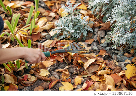 Close-up of hand raking fallen colorful autumn...の写真素材 [133867110] - PIXTA