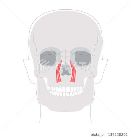 Levator labii superioris - Illustrated human...のイラスト素材 [134230291] - PIXTA