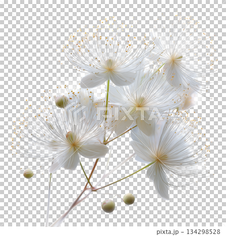White Flowers With Long Filaments Arranged in a...のイラスト素材 [134298528 ...