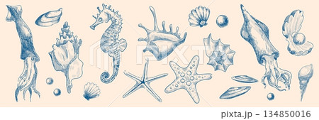 Seashells and marine inhabitants sketch setのイラスト素材 [134850016] - PIXTA