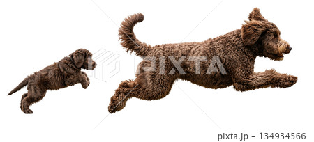 An adult Labradoodle and a puppy are running...のイラスト素材 [134934566] - PIXTA