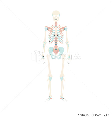 Human skeletal system anatomy vector...のイラスト素材 [135253713] - PIXTA