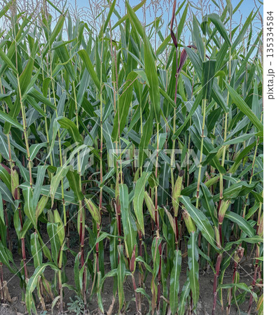 Tall corn plants growing in dense rows under...の写真素材 [135334584] - PIXTA
