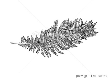 Fern leaf outline vector illustration hand...のイラスト素材 [136130949] - PIXTA
